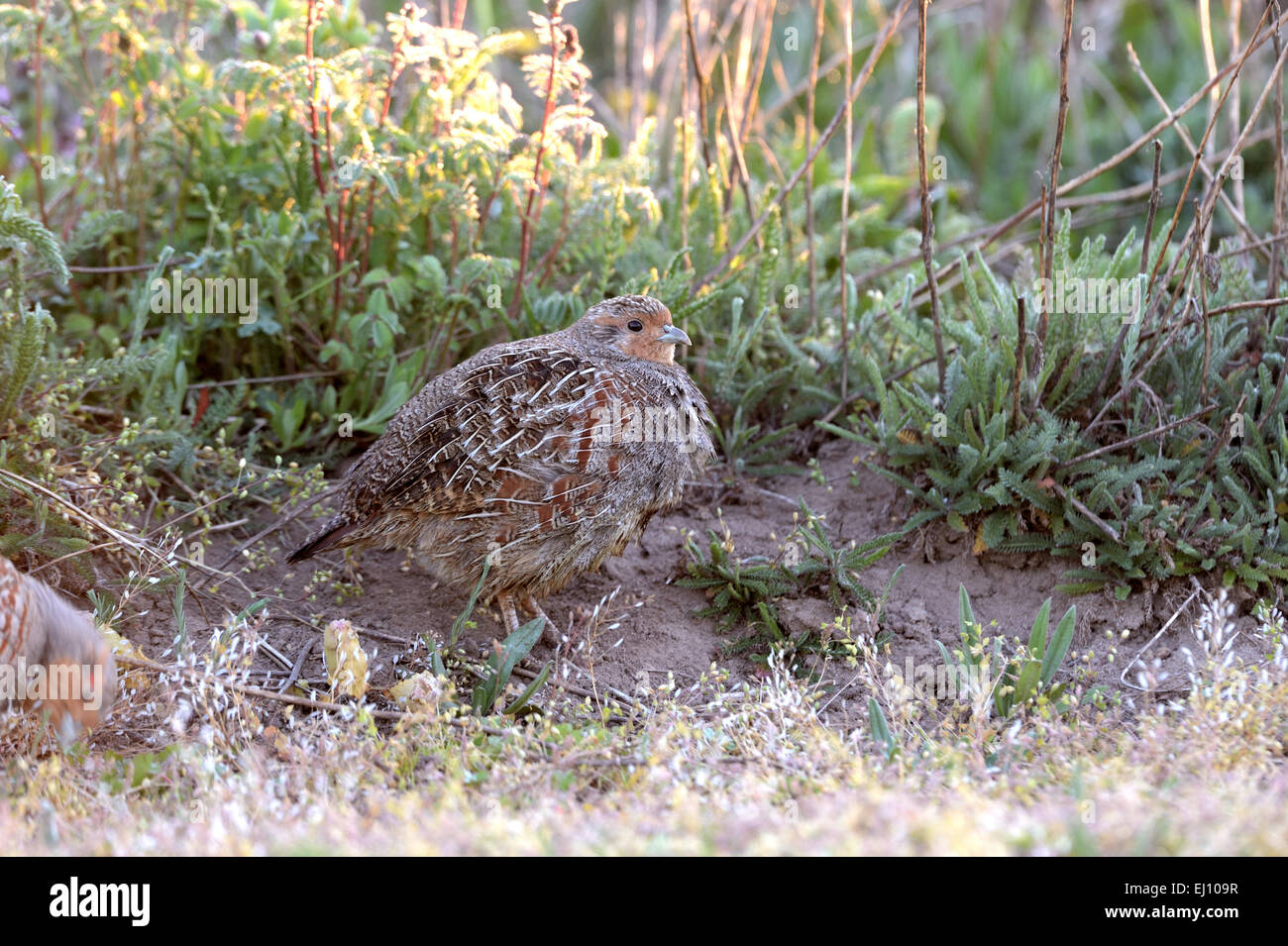 Partridge, Perdix perdix, wild chickens, bird, Galliformes, partridges ...