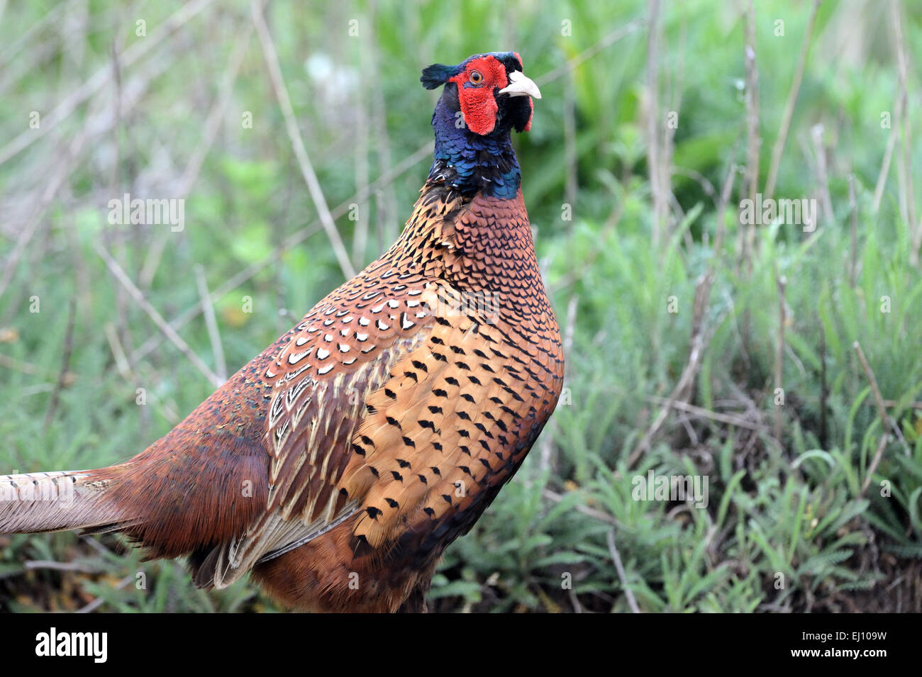 Pheasant, hunting pheasant, Germany, Phasianus colchicus mongolicus ...