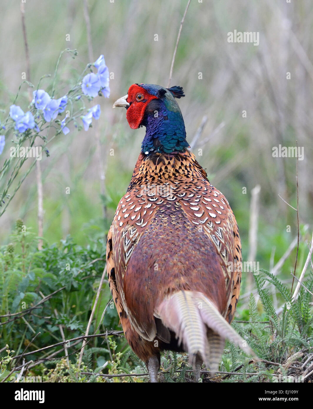 Pheasant, hunting pheasant, Germany, Phasianus colchicus mongolicus ...