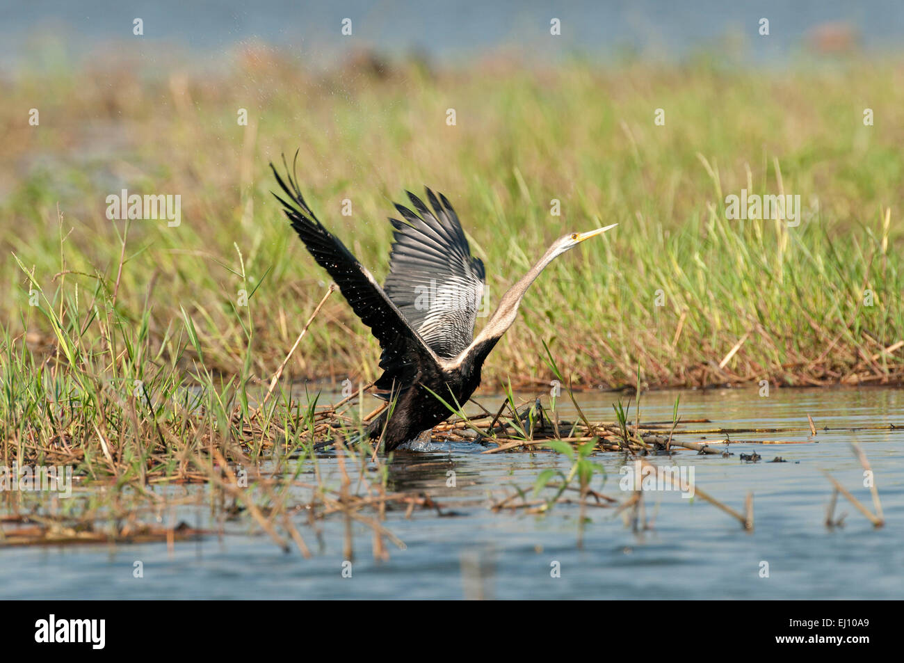 Anhinga take off hi-res stock photography and images - Alamy