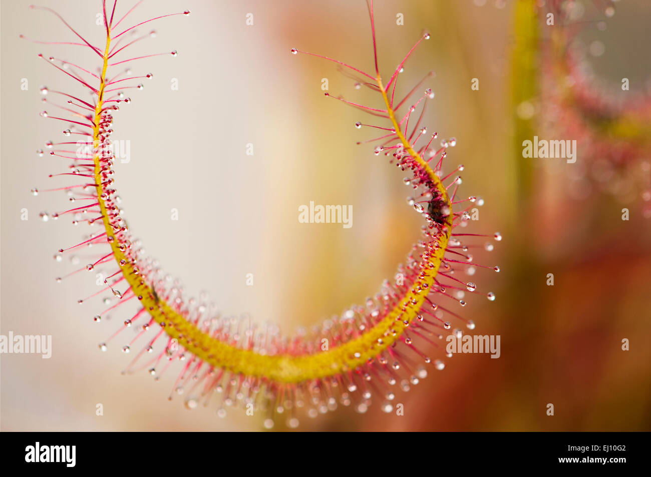 Forked Leaf Sundew (Drosera Binata) with caught fly Stock Photo - Alamy