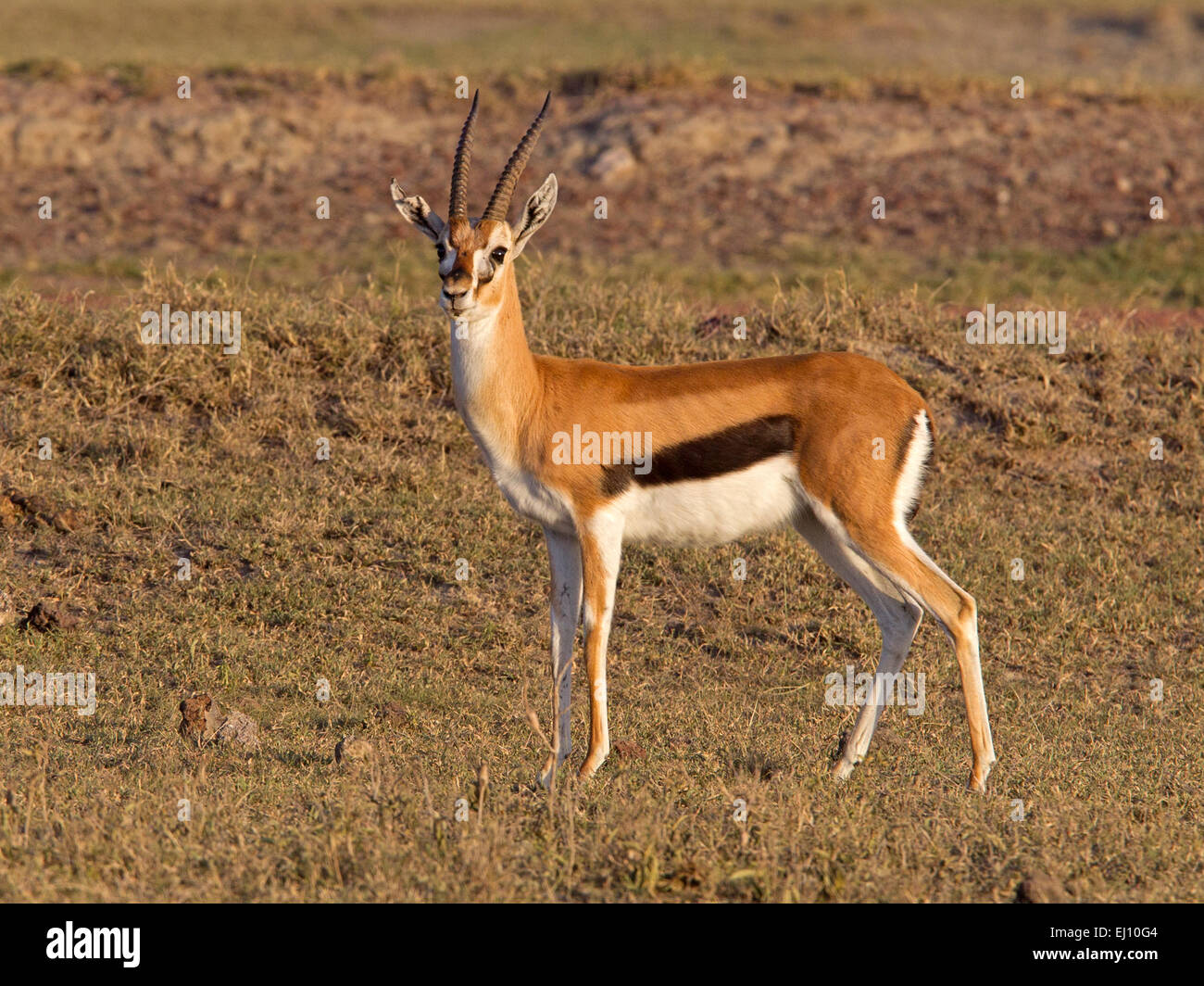 Thomson's gazelle stag Stock Photo - Alamy