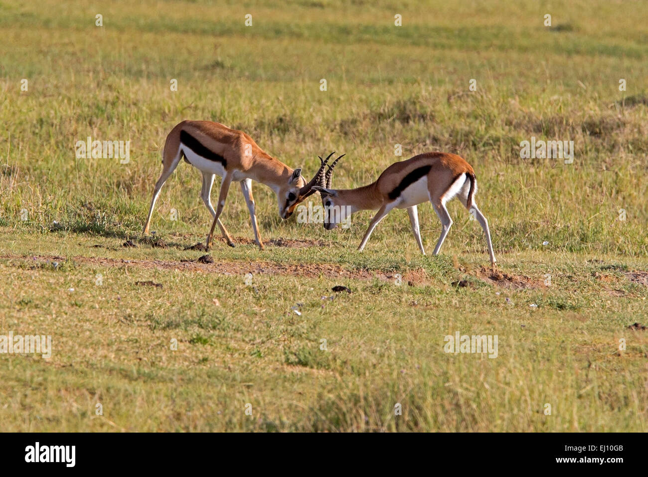 Young thomson's gazelle stags fighting Stock Photo - Alamy