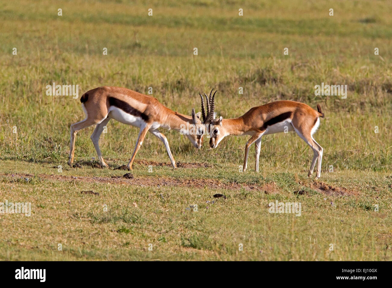 Young thomson's gazelle stags fighting Stock Photo - Alamy