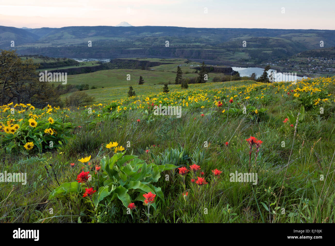 OREGON - Balsamroot and paintbrush blooming at the edge of a cliff ...