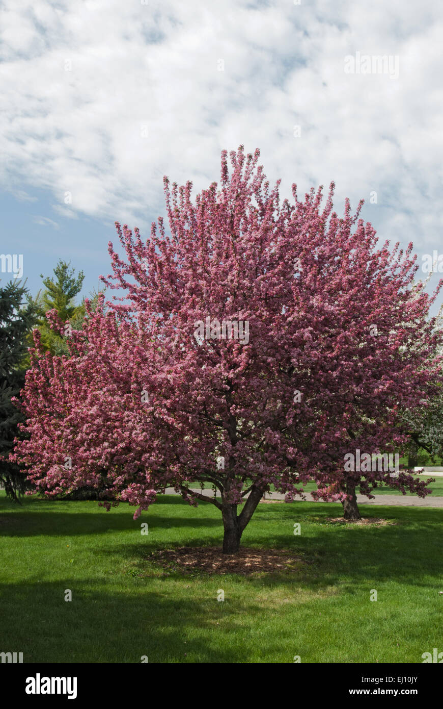 Malus " ADAMS " , photographed at the Arie den Boer garden in Des ...