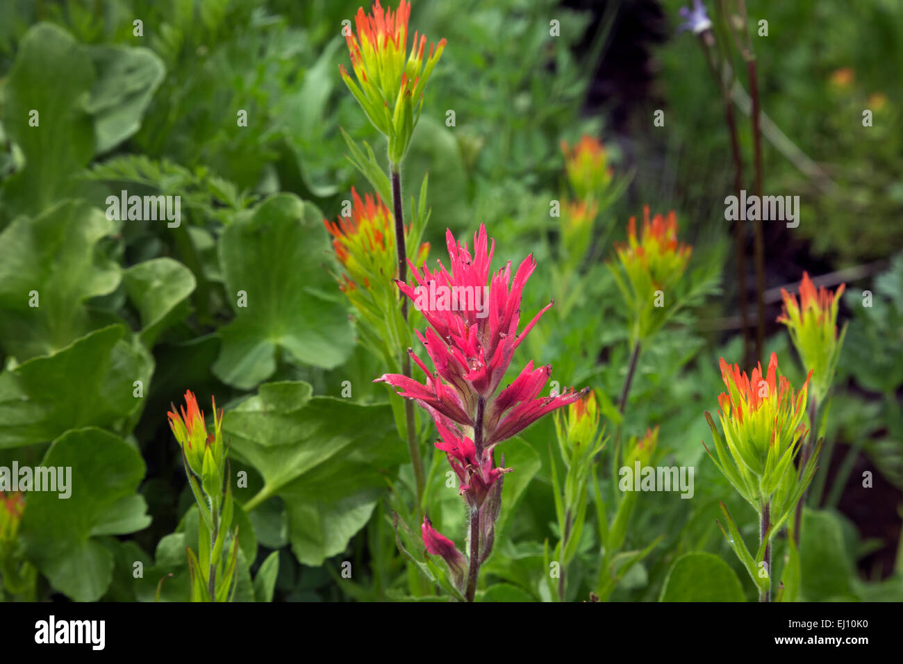 OR01712-00...OREGON - Two colors or paintbrush blooming in a meadow ...
