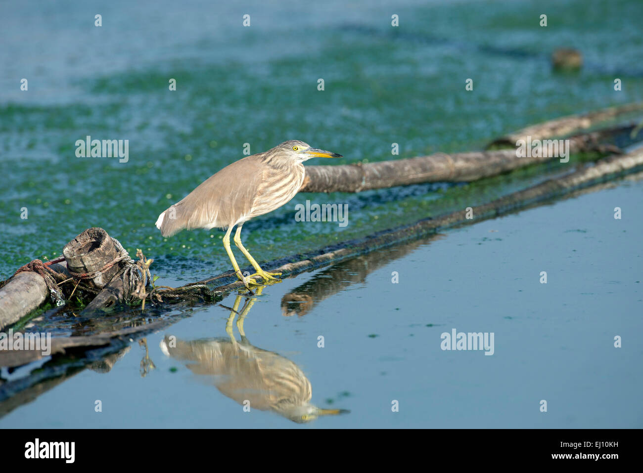 Chinese pond heron, heron, Thailand, bird, wader, ardeola bacchus Stock ...