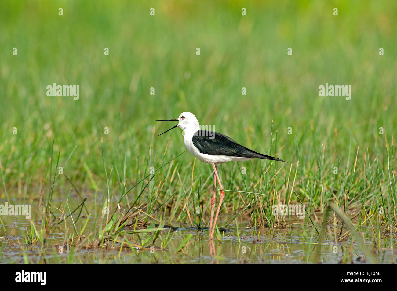 Black winged stilt, stilt, bird, himantopus himantopus, Thailand ...