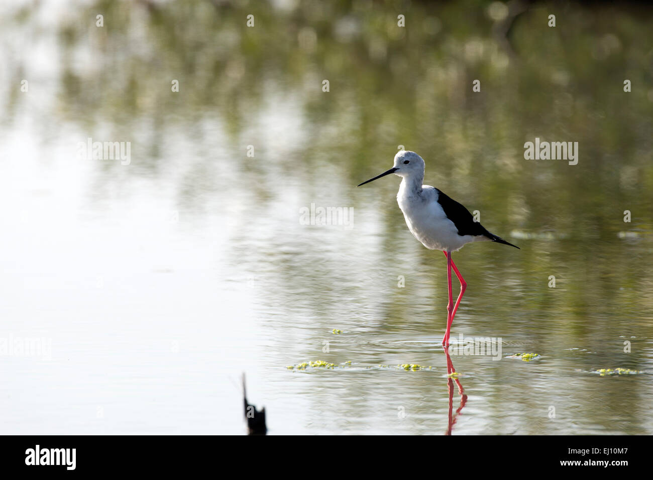 Black winged stilt, stilt, bird, himantopus himantopus, Thailand ...