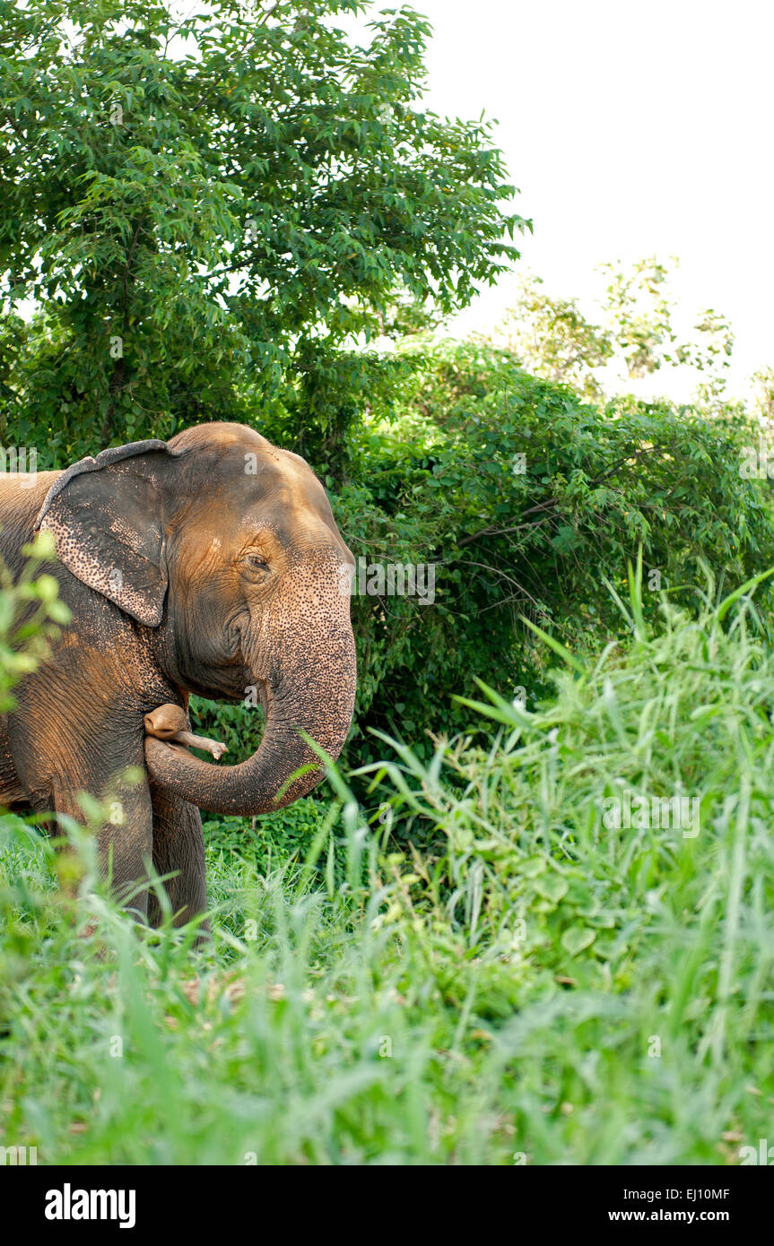 Asian Elephant, animal, Scratching, Thailand, elephant, mammal, elephas ...