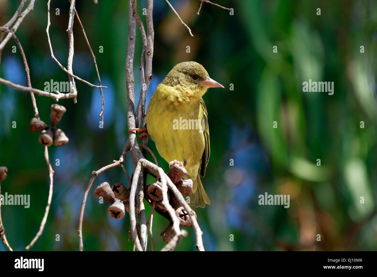 Female Cape Weaver (Ploceus capensis) in the West Coast National Park ...