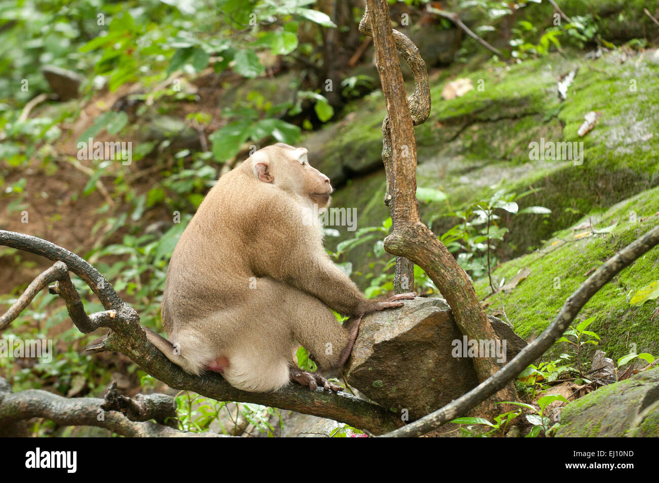 Northern Pig tailed Macaque, Thailand, Macaque, mammal, monkey, macaca ...