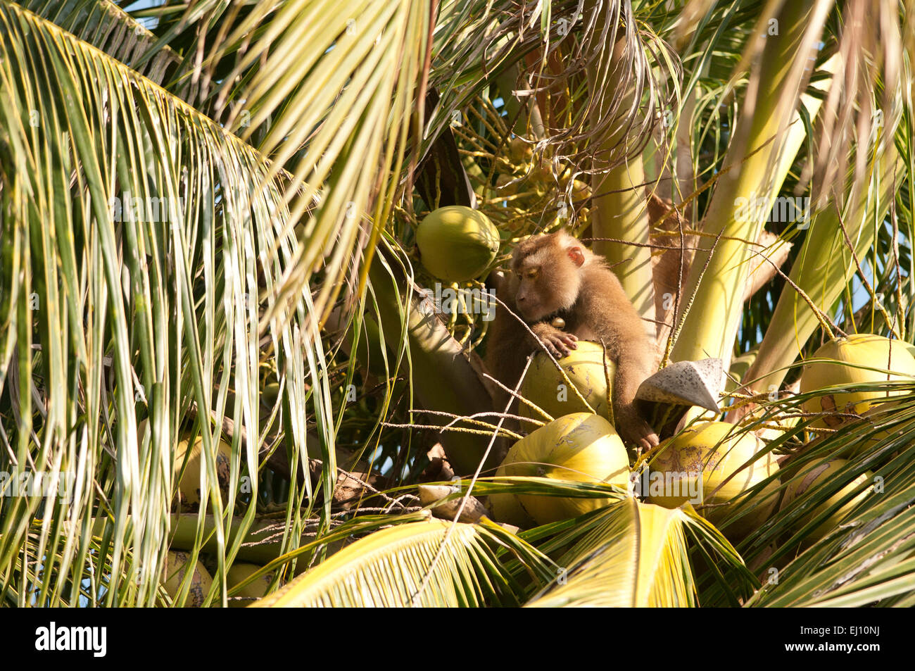 Harvest, coconuts, Northern pig tailed Macaque, Koh Samui, Thailand ...