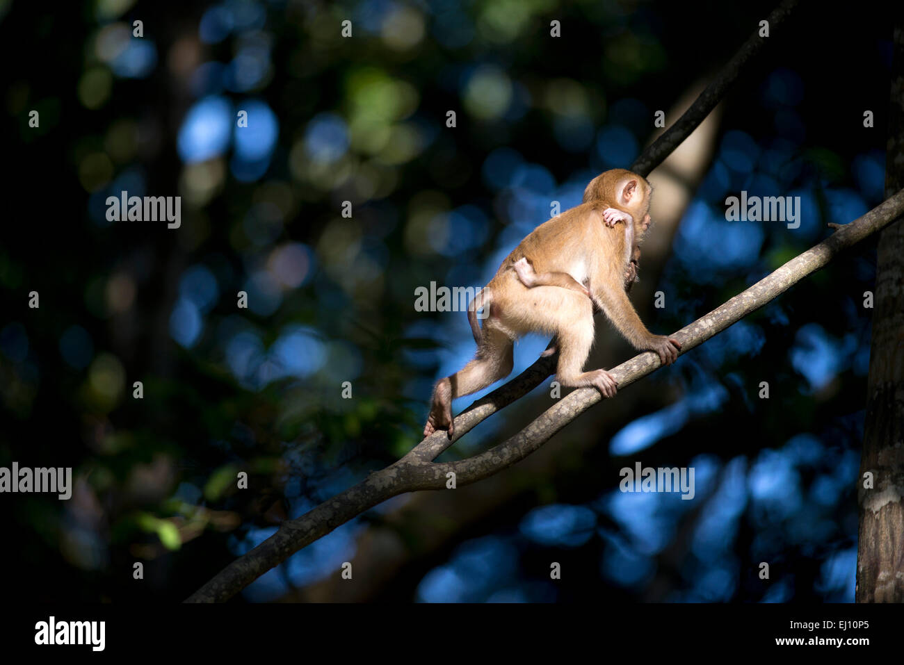 Baby macaque monkey thailand hi-res stock photography and images - Alamy