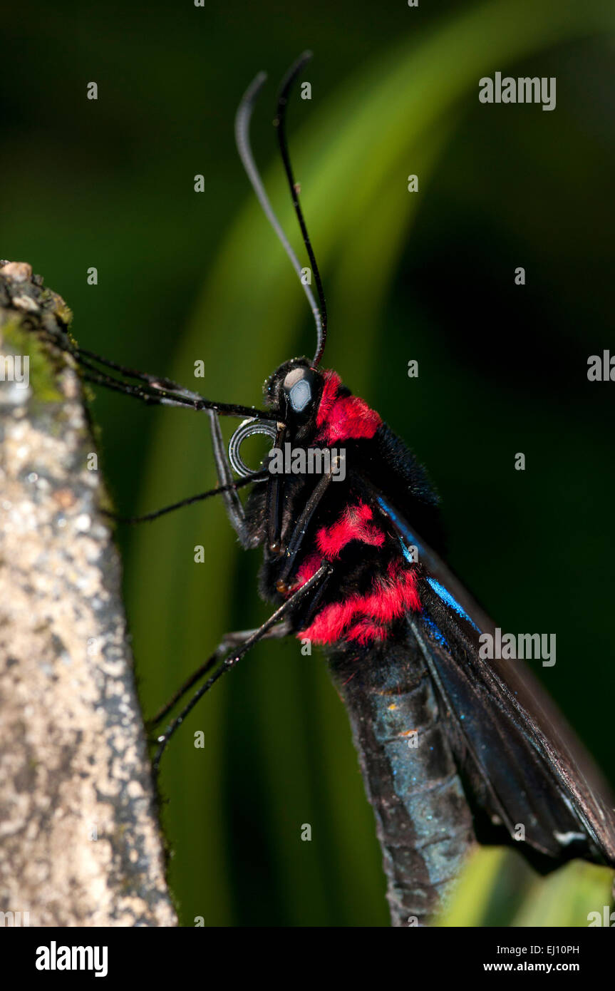 Rajah Brooke's Birdwing, Thailand, insect, butterfly, trogonoptera ...