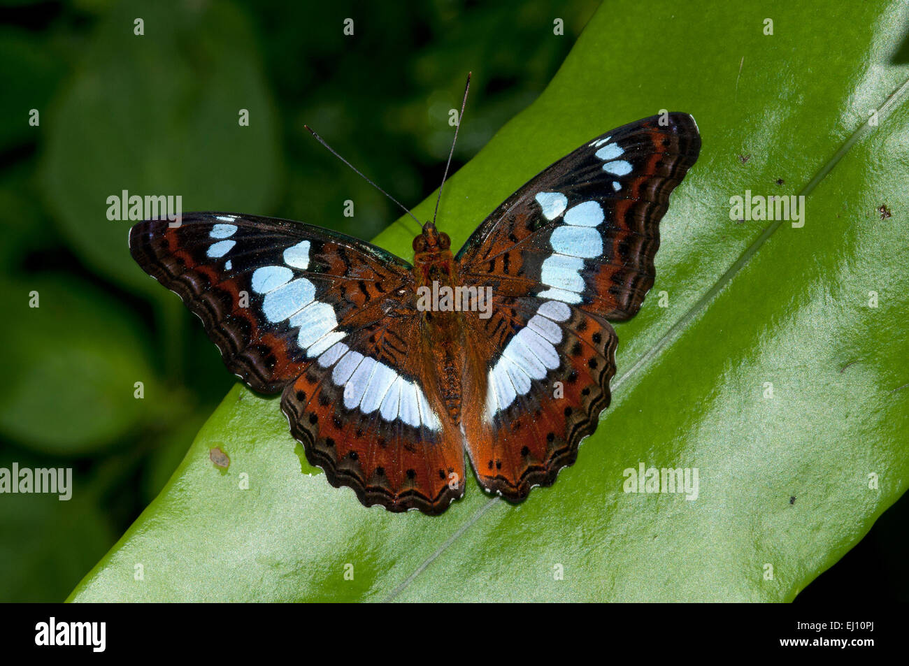 Commander, Thailand, insect, butterfly, moduza procris Stock Photo - Alamy