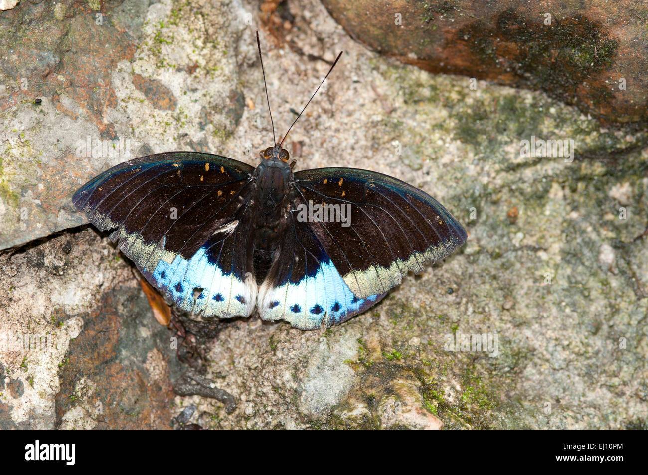 Archduke, Thailand, Archiduc commun, insect, butterfly, lexias pardalis ...