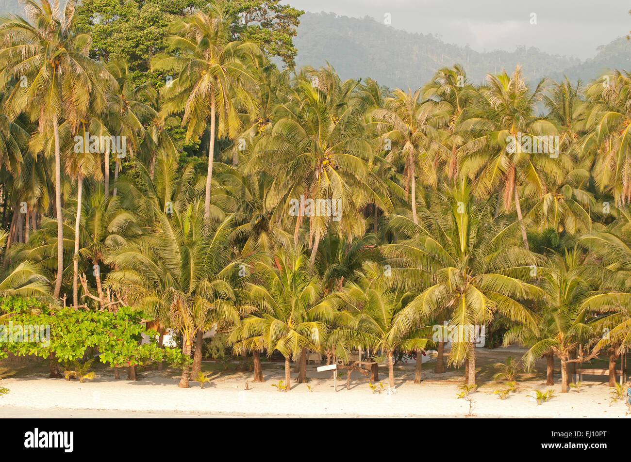 Landscape, Beach, coconut trees, Koh Samui, Thailand, tourism, palm ...