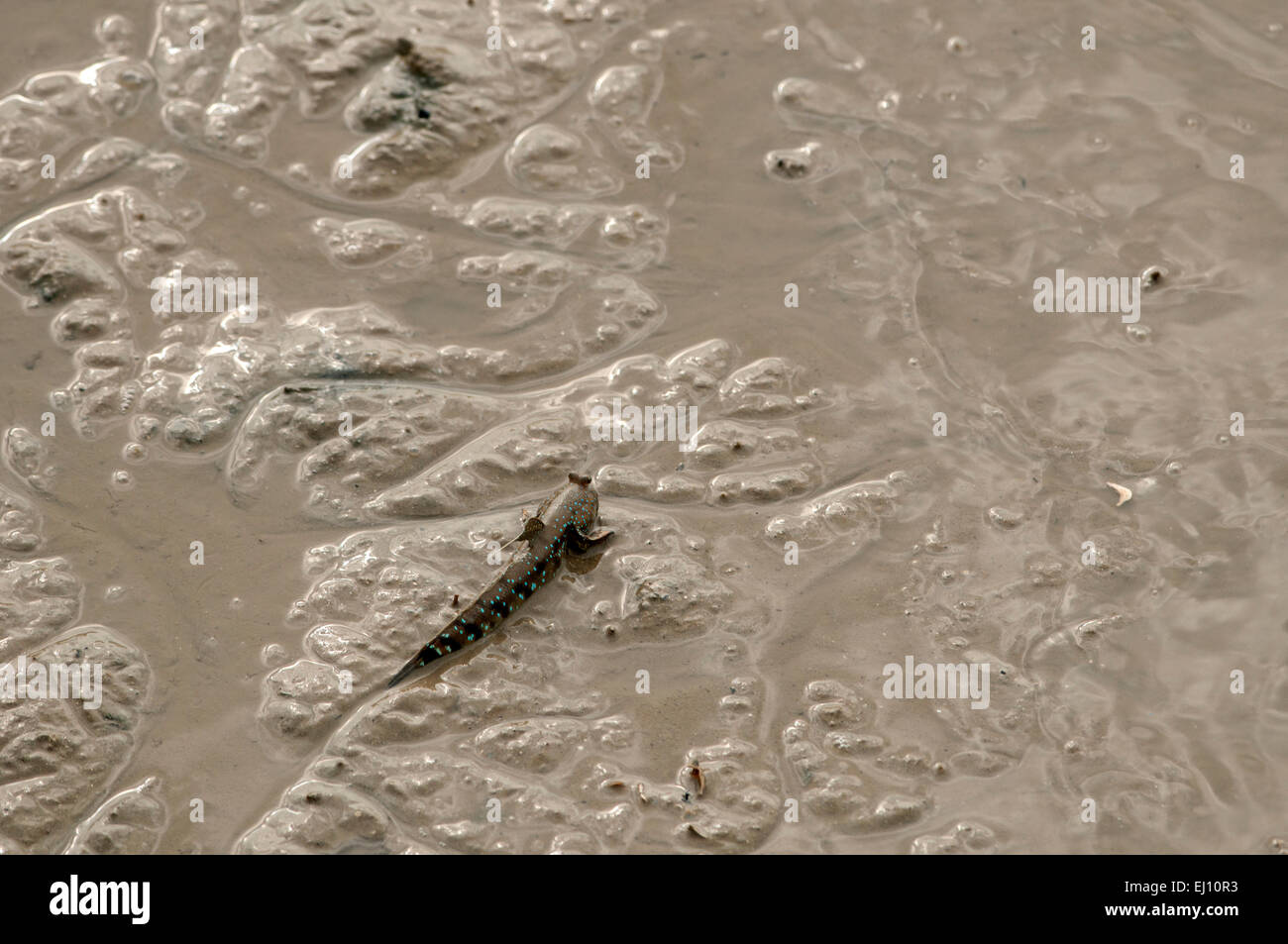 Blue spotted Mudskipper, Mudskipper, Thailand, mud, fish, goby ...