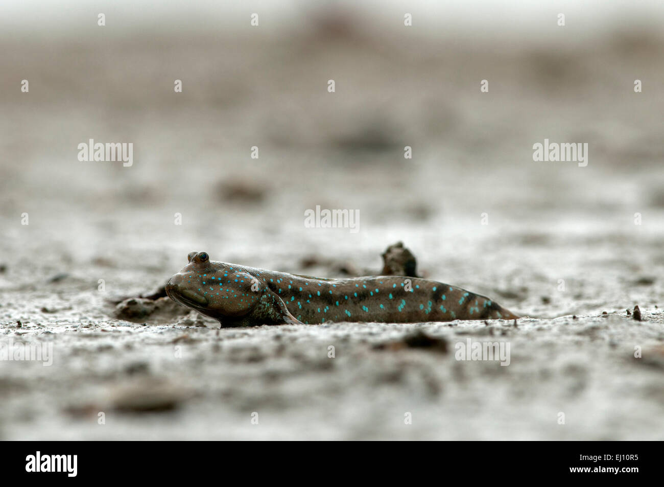 Blue spotted Mudskipper, Mudskipper, Thailand, mud, fish, goby ...