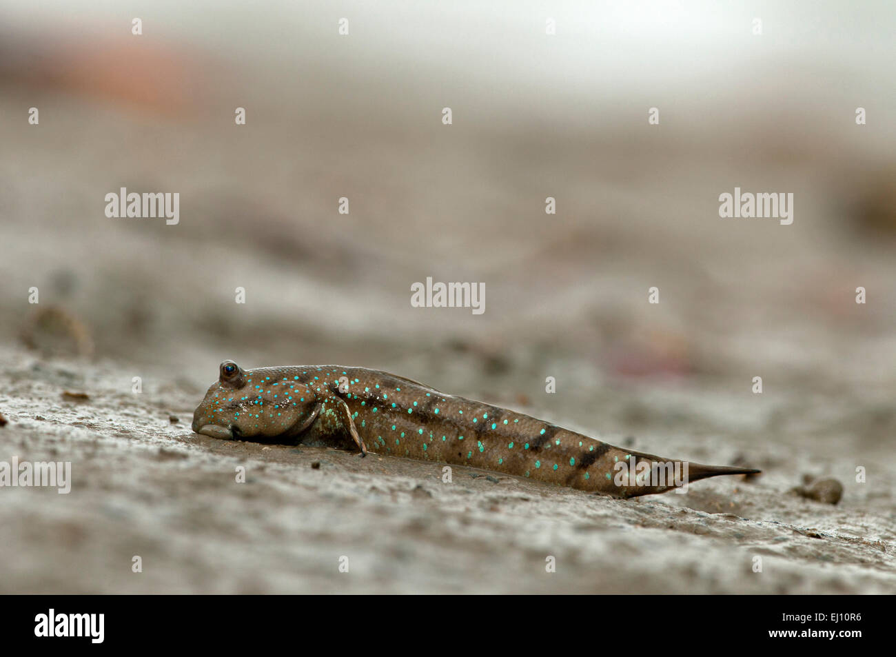 Blue spotted Mudskipper, Mudskipper, Thailand, mud, fish, goby ...