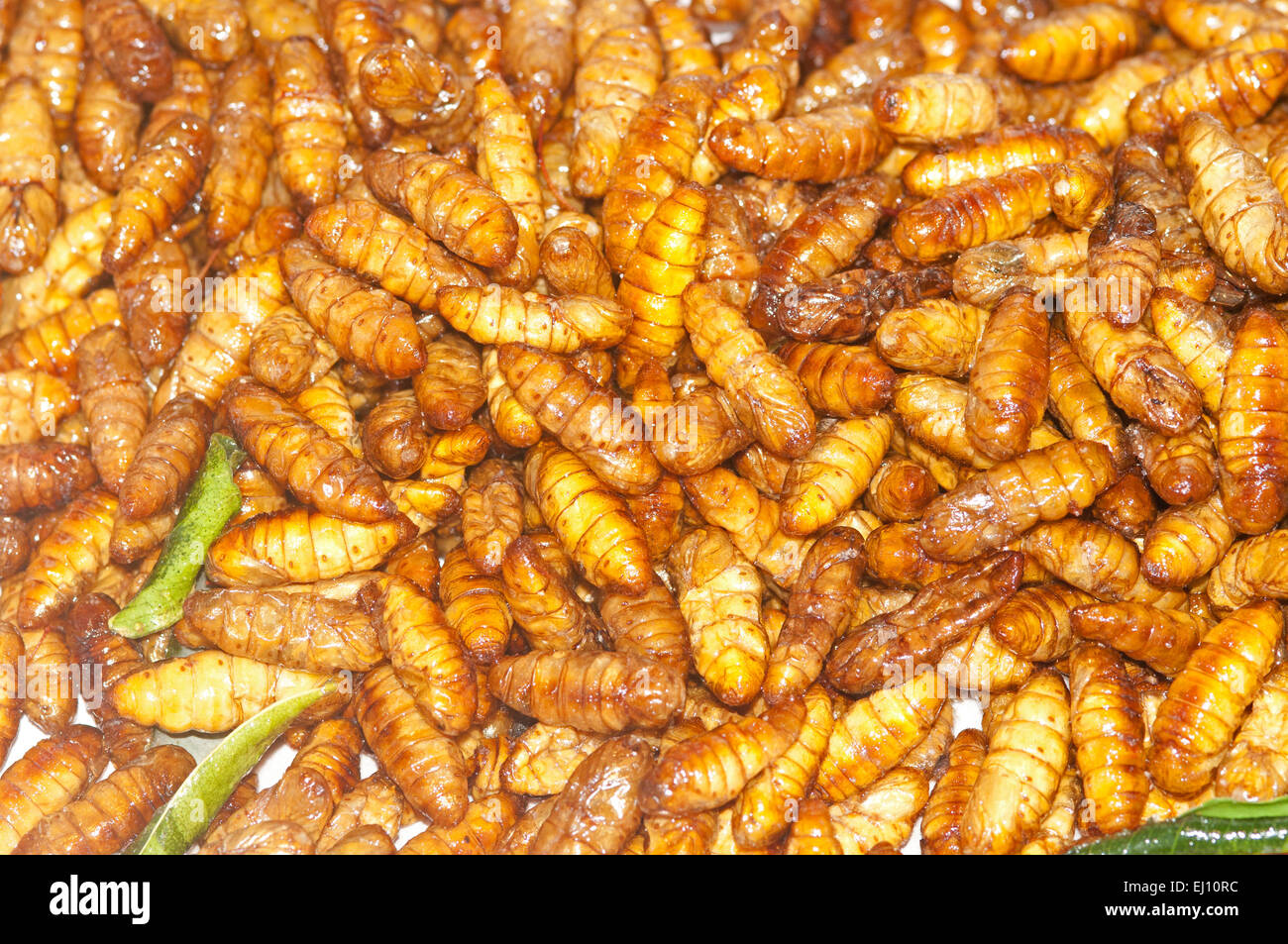 Thailand, Eating, Food, Pupa, Bombyx mori, Larva, silkworm, tourism ...