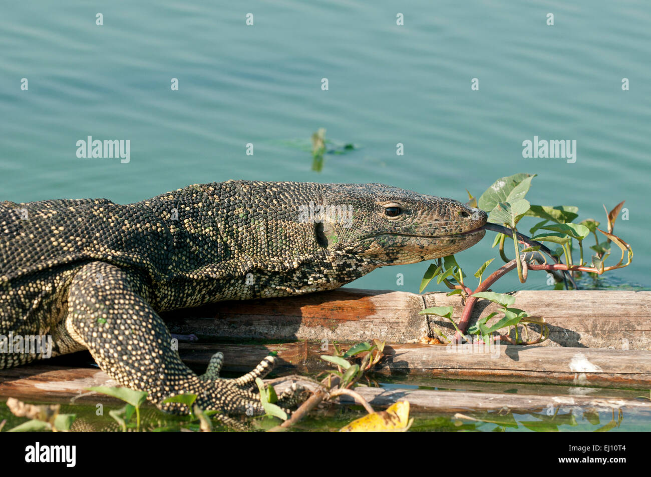 Water monitor lizard, Thailand, lizard, animal, reptile, varanus ...