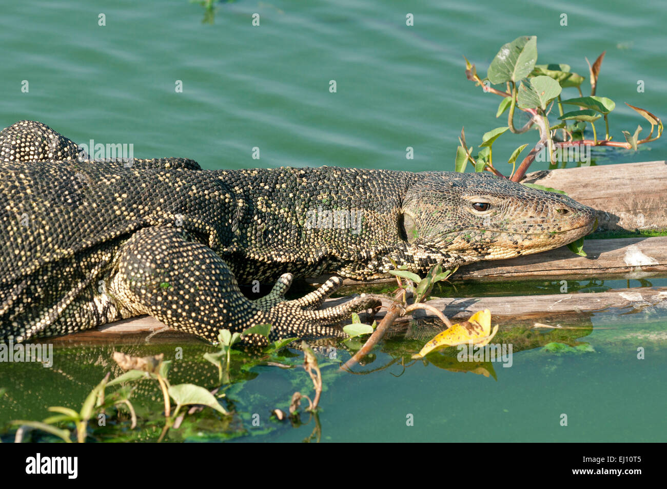 Water monitor lizard, Thailand, lizard, animal, reptile, portrait ...
