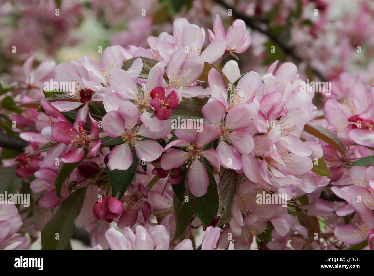 Malus " CANDIED APPLE " , photographed at the Arie den Boer garden in ...
