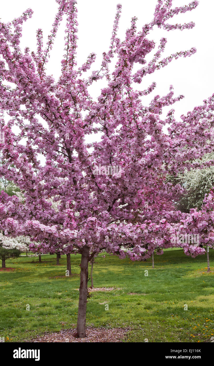 Malus " CARDINAL " , photographed at the Arie den Boer garden in Des ...