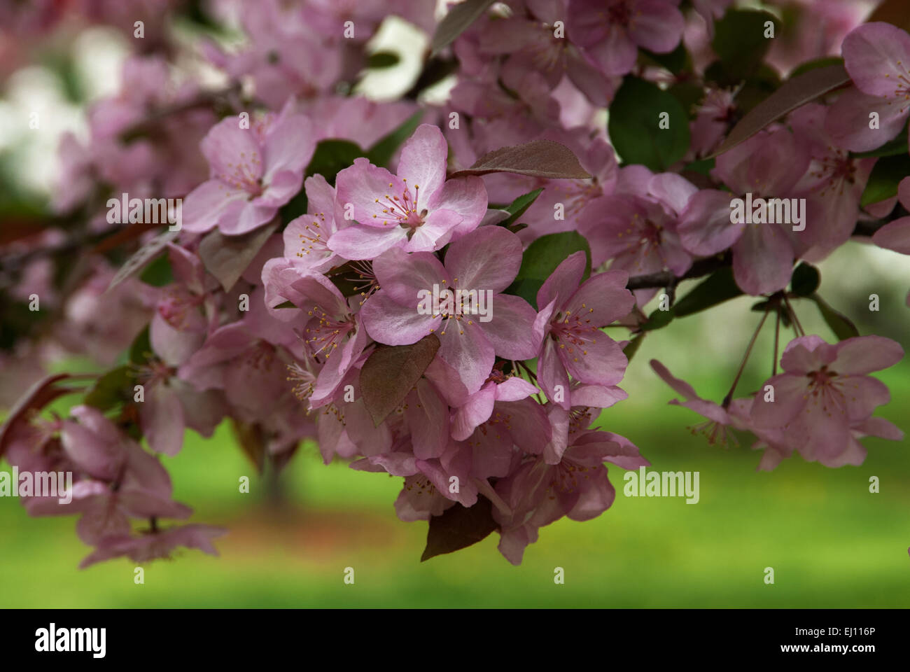 Malus " CARDINAL " , photographed at the Arie den Boer garden in Des ...