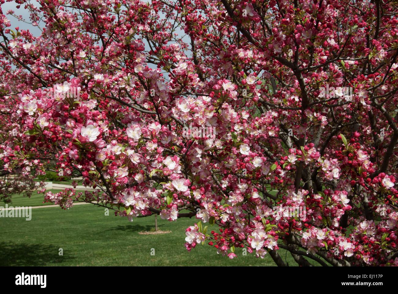 Malus " CORAL BURST " , photographed at the Arie den Boer garden in Des ...