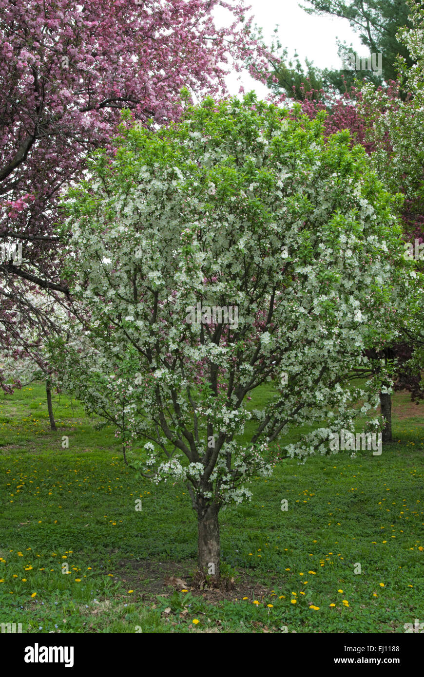 Malus " EXCALIBUR " , photographed at the Arie den Boer garden in Des ...
