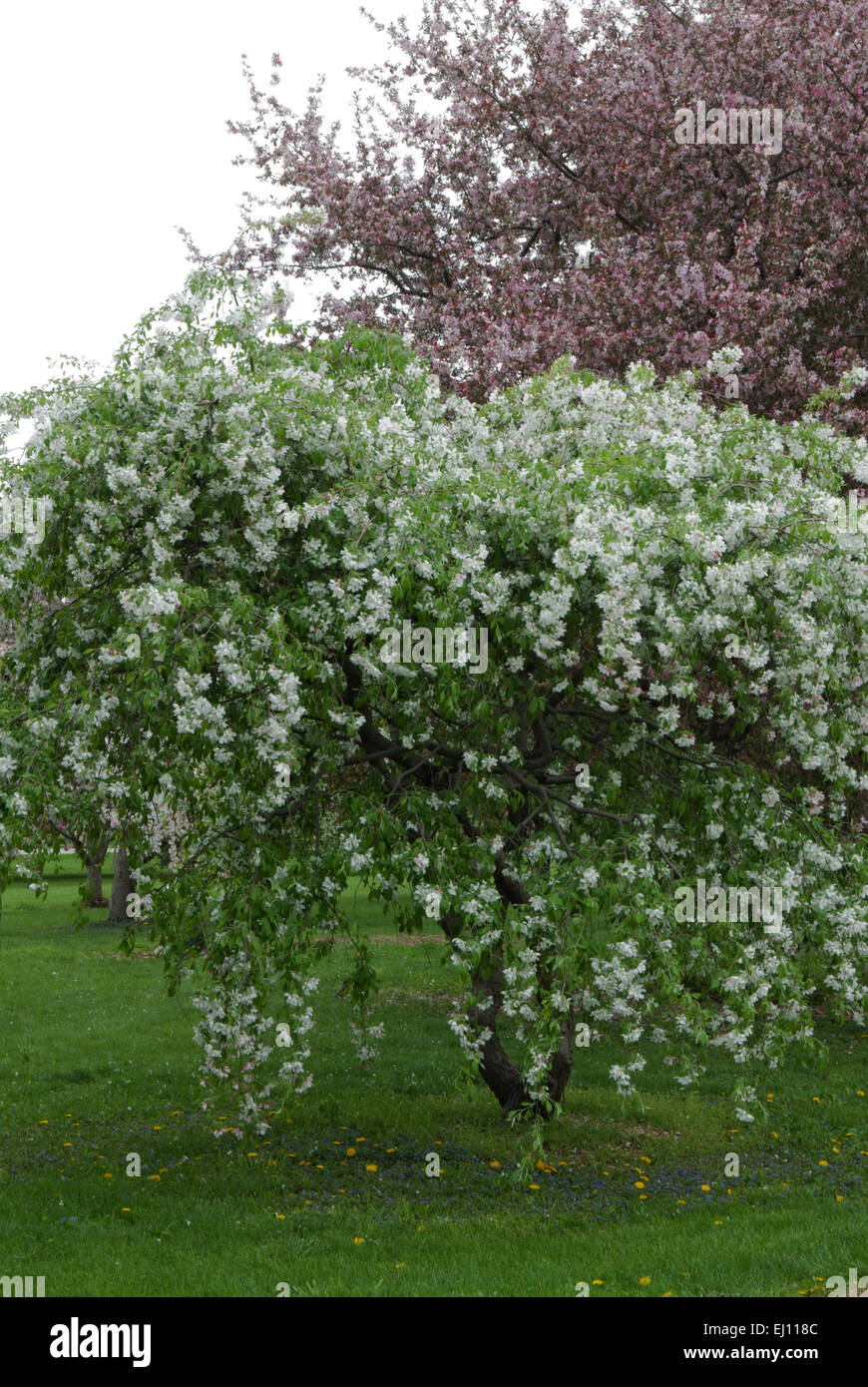 Malus " EXELLENZ THIEL " ( Malus x scheideckeriat ) the Arie den Boer ...