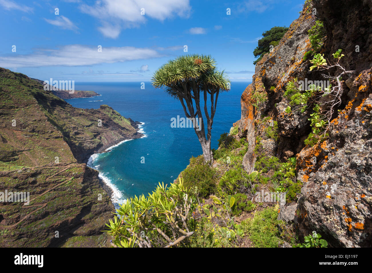 El Tablado, Spain, Europe, Canary islands, La Palma, coast, sea, dragon ...