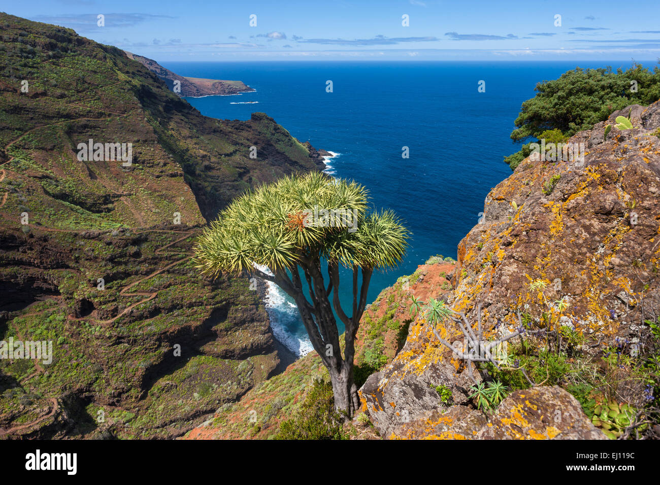 El Tablado, Spain, Europe, Canary islands, La Palma, coast, sea, dragon ...