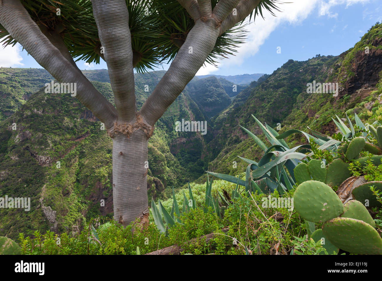 El Tablado, Spain, Europe, Canary islands, La Palma, dragon tree, cacti ...