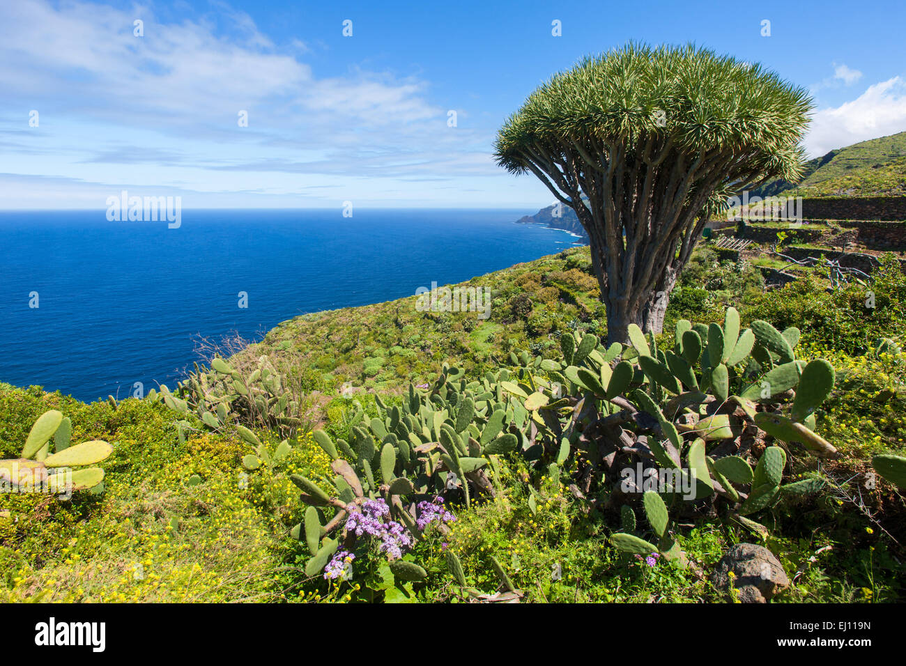 El Tablado, Spain, Europe, Canary islands, La Palma, dragon tree, cacti ...
