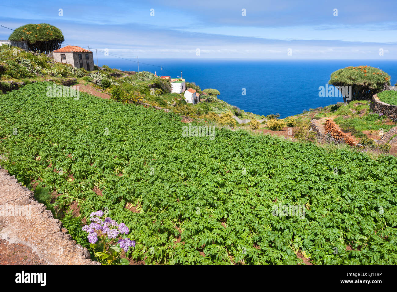 El Tablado, Spain, Europe, Canary islands, La Palma, dragon's trees ...