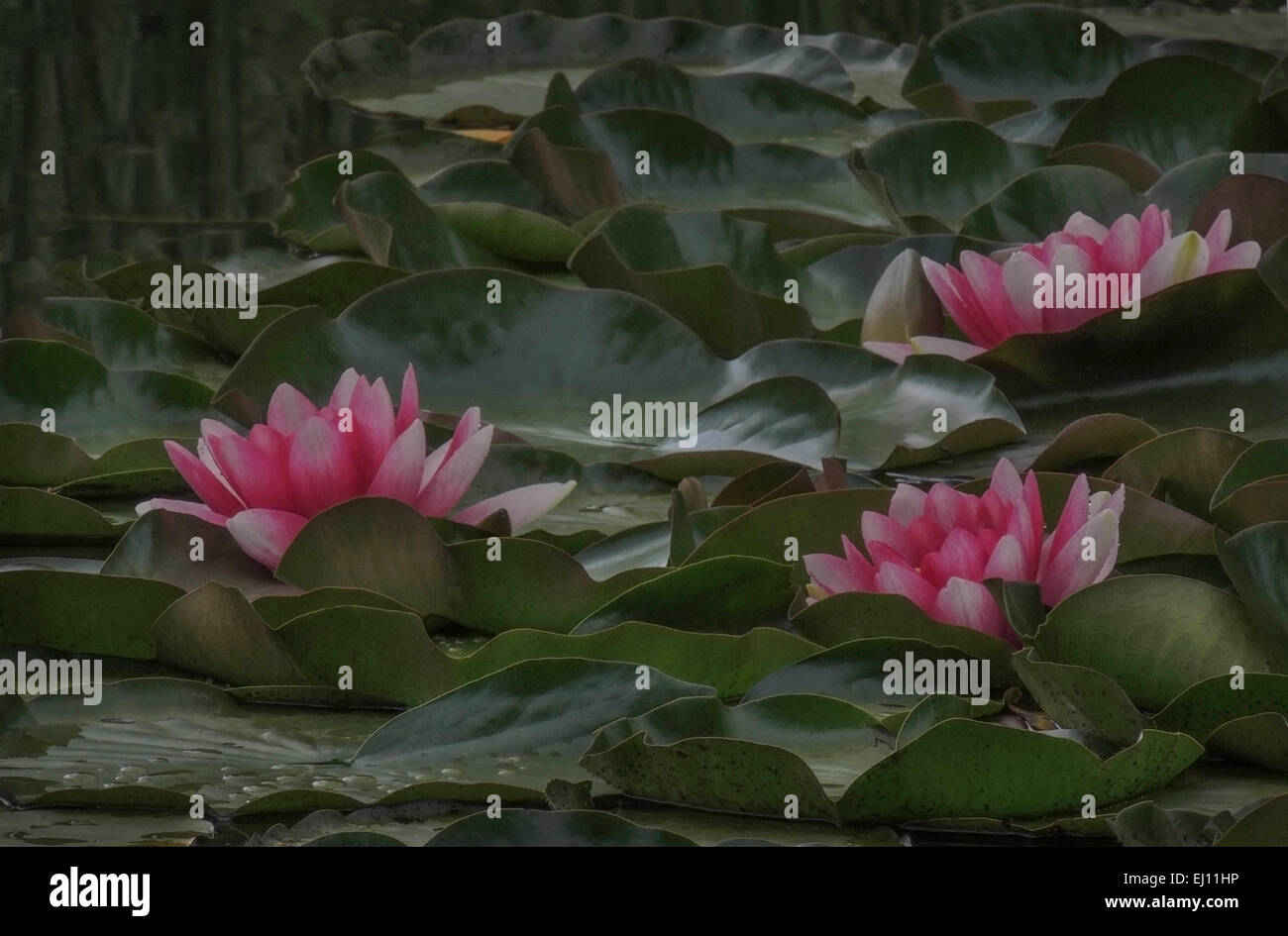 Water Lilies (Nymphaeaceae) are flowering aquatic plants that root in ...