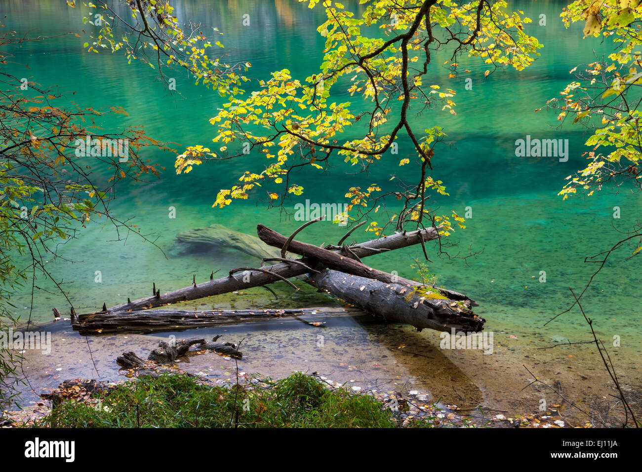 Jiuzhaigou, national park, panda Lake, China, Asia, province, Sichuan ...