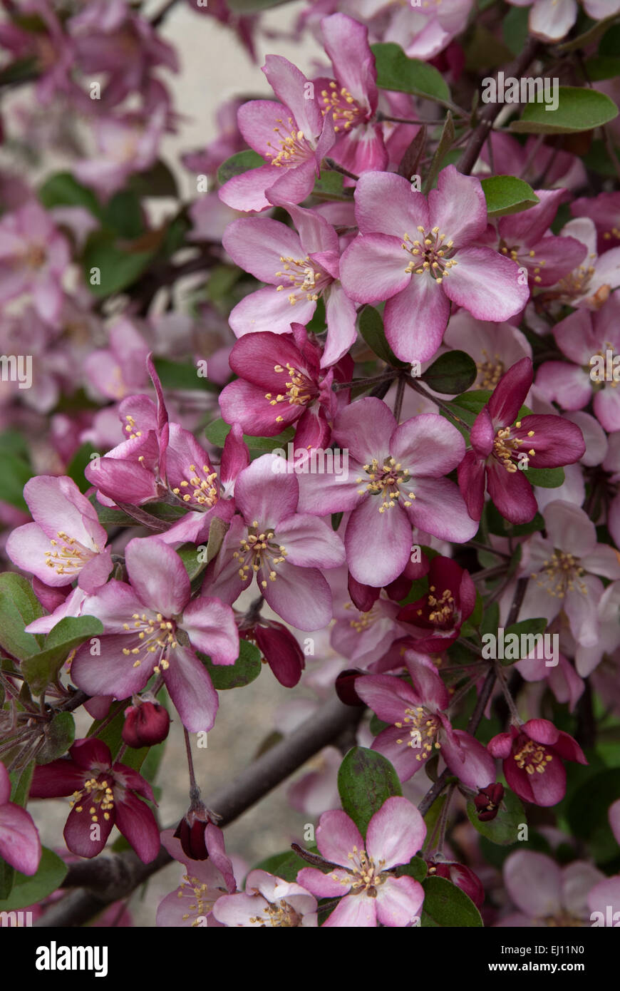 Malus " ROBINSON " , photographed at the Arie den Boer garden in Des ...