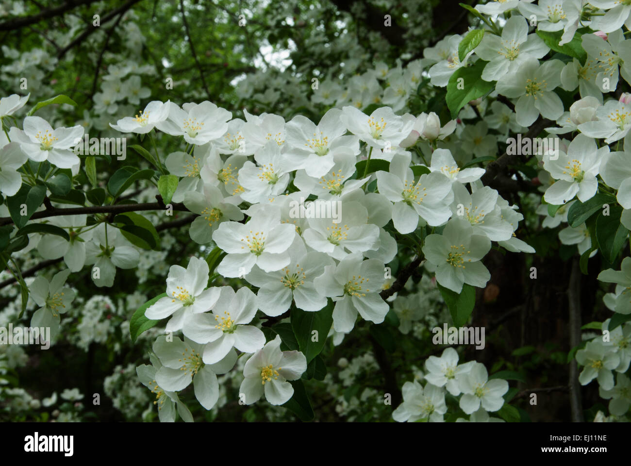 Malus " PROFESSOR SPRENGER " the Arie den Boer garden in Des Moines ...