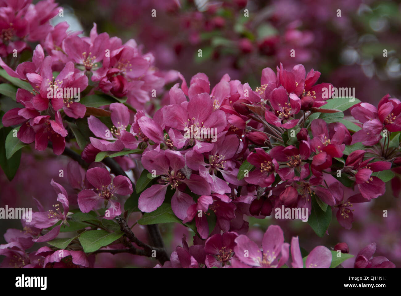 Crab apple tree malus profusion hi-res stock photography and images - Alamy