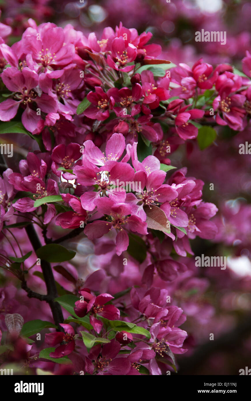 Malus " PROFUSION " , photographed at the Arie den Boer garden in Des ...