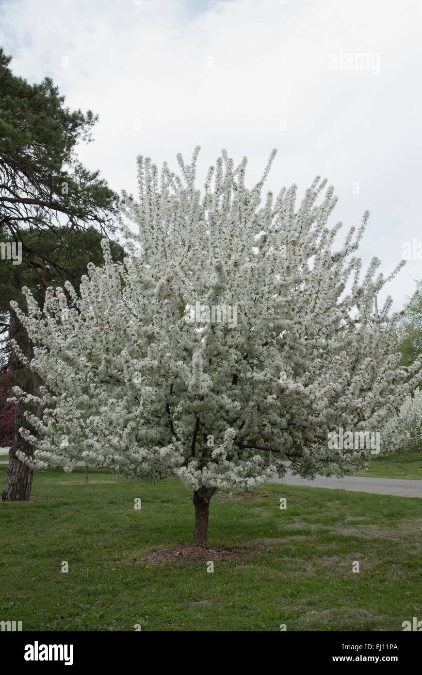 Malus " SUGAR TYME " , photographed at the Arie den Boer garden in Des ...