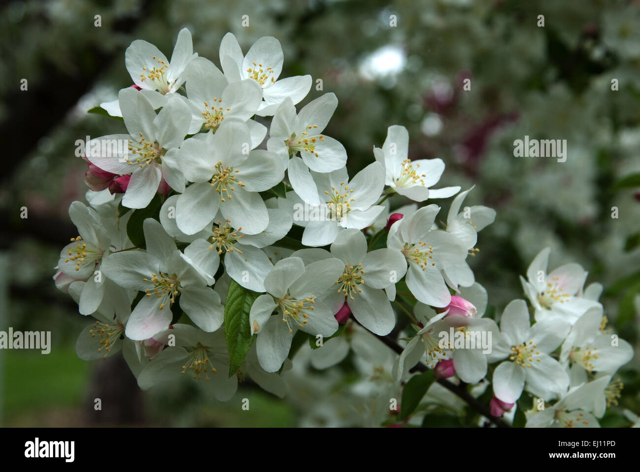 Malus " SUGAR TYME " , photographed at the Arie den Boer garden in Des ...