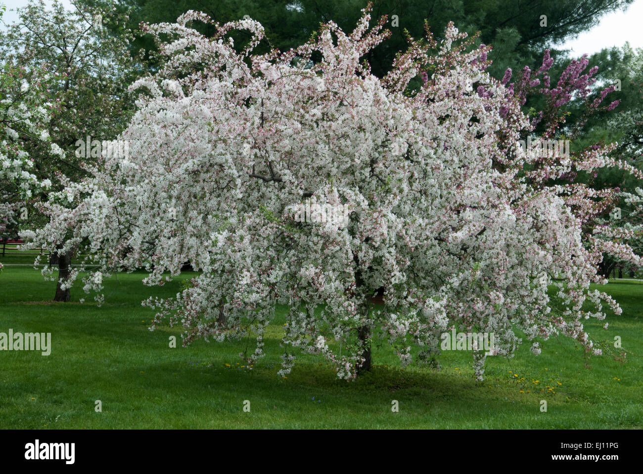 Named cultivars hi-res stock photography and images - Alamy