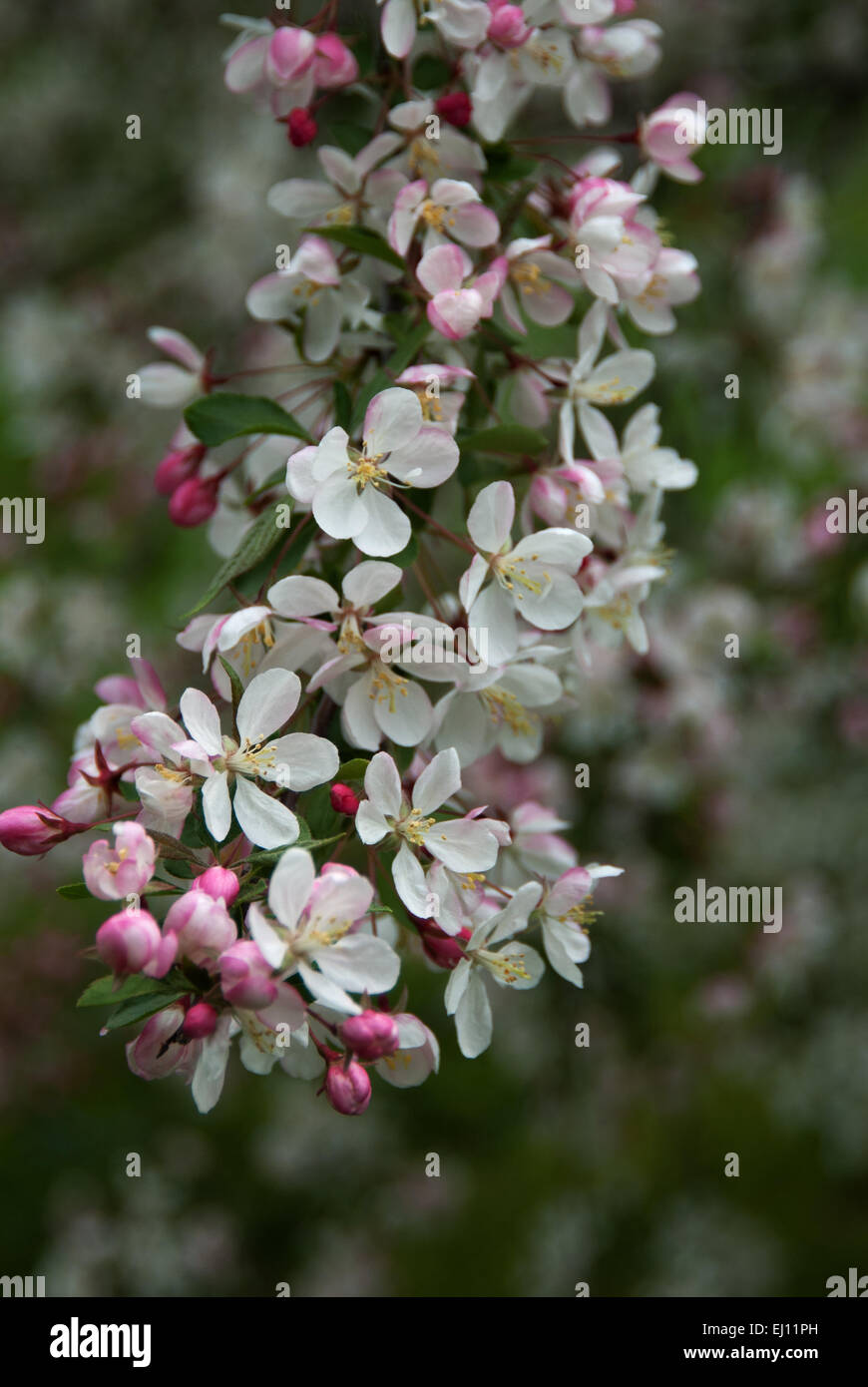 Malus "WHITE CASCADE " , photographed at the Arie den Boer garden in ...